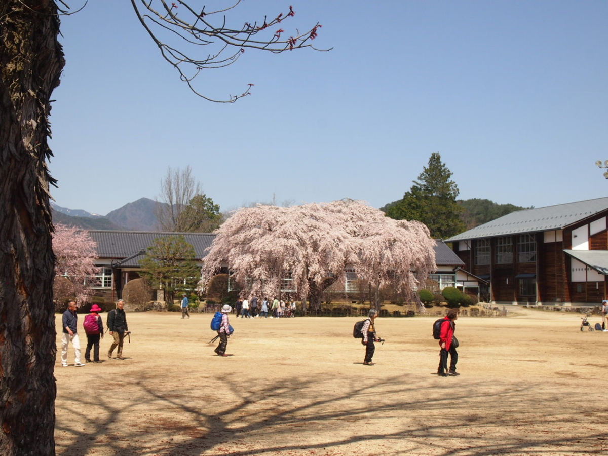 令和7年4月9日 昼「杵原学校の大枝垂れ桜の様子」満開 9分咲き～ | 杵原学校 - 枝垂れ桜が咲く懐かしの木造校舎（国登録有形文化財）飯田市山本